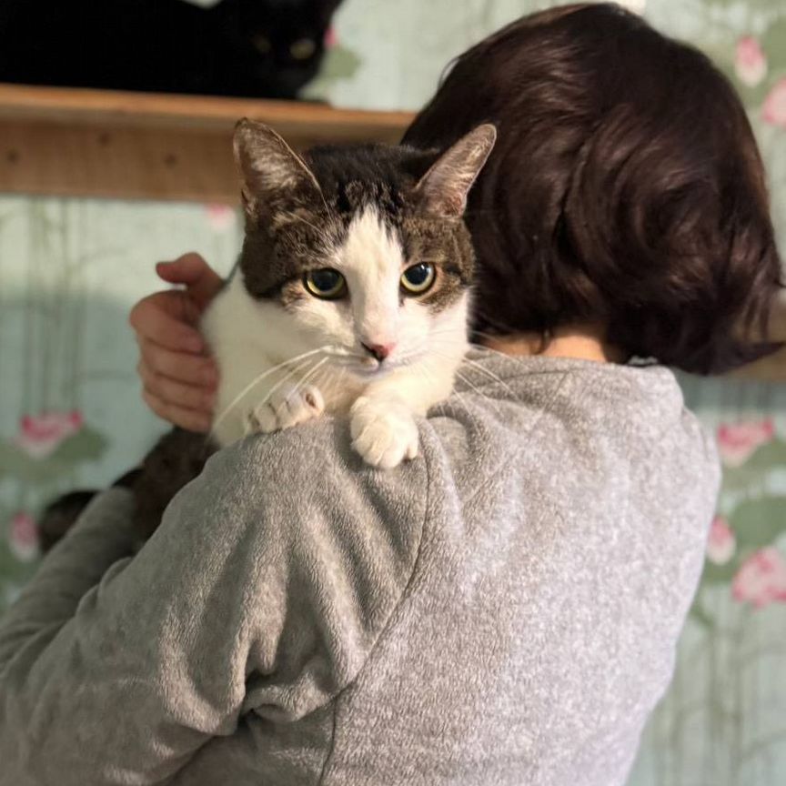 Взрослая кошка в добрые руки