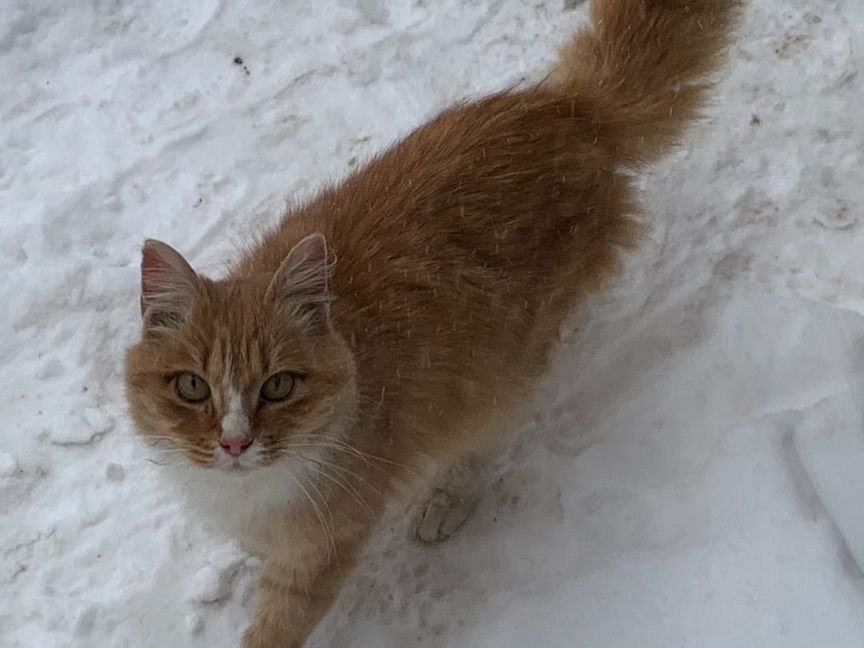 Норвежская лесная кошечка в добрые руки