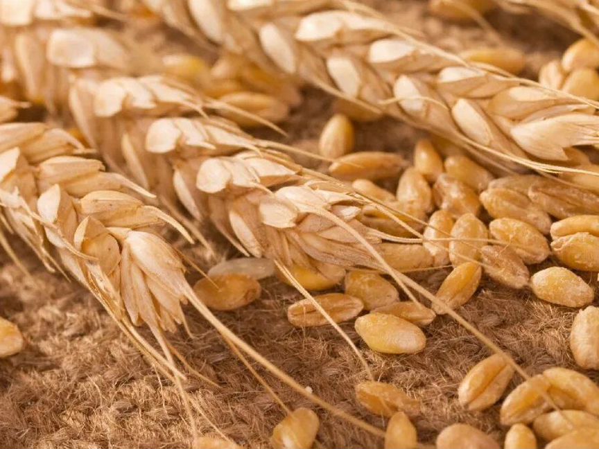 Зерно пшеница
