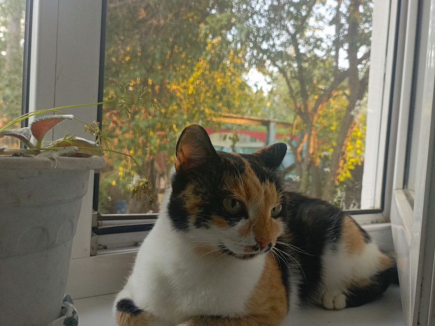 Кошечка алиса