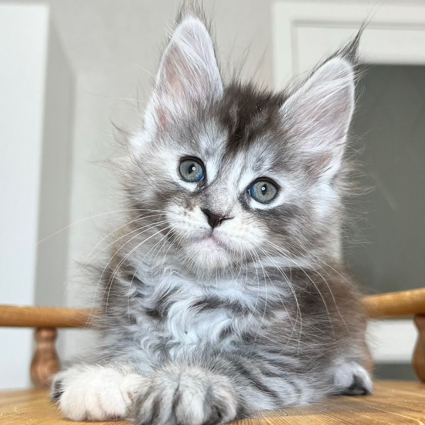 Мейн-кун котёнок