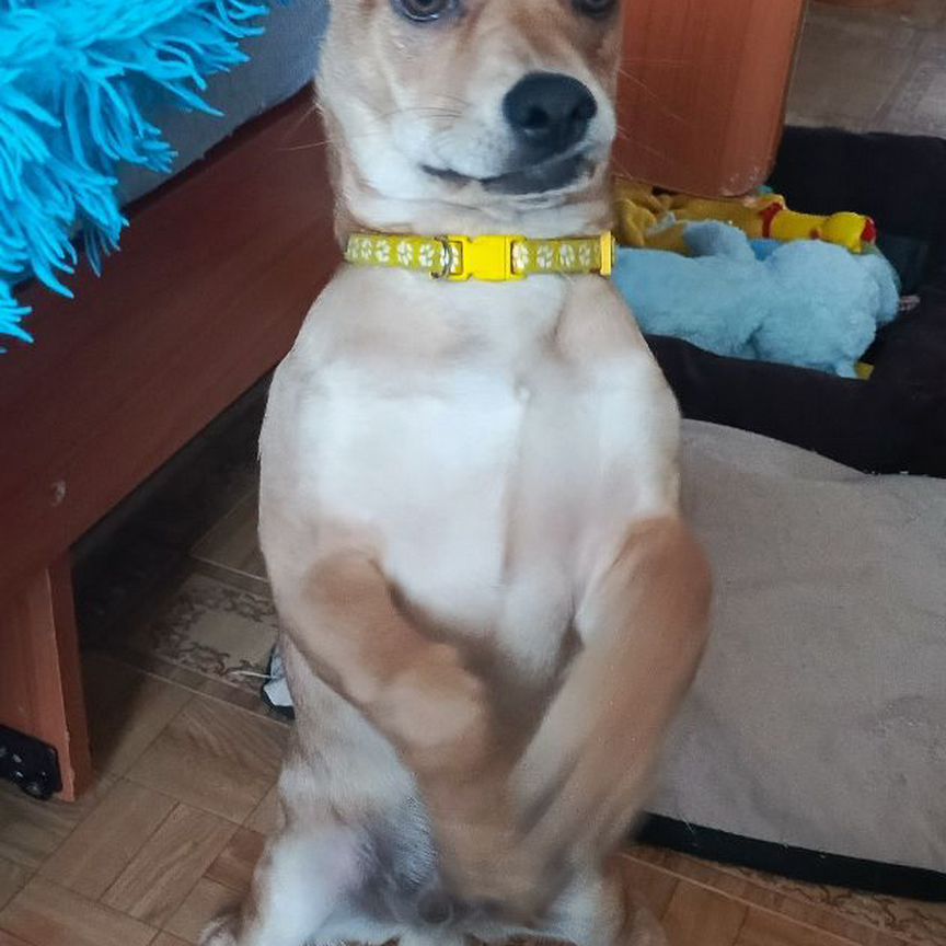 Вязка чихуахуа кобель