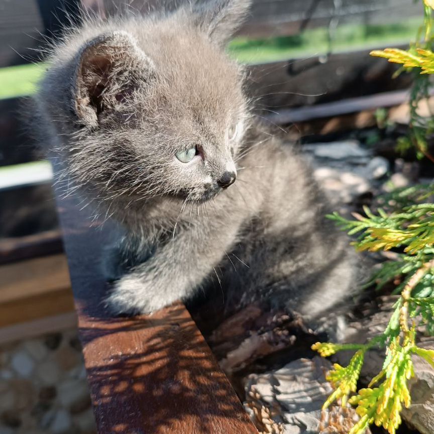 Кошечка котёнок котята дымчатая серая голубая