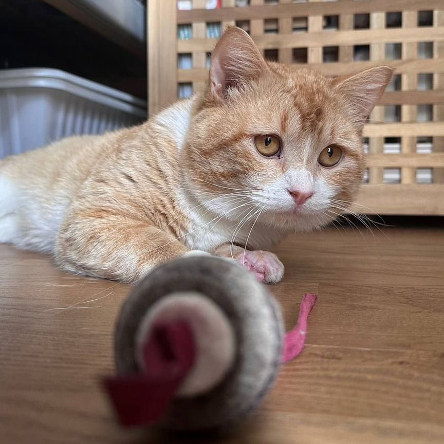 Взрослый кот в добрые руки