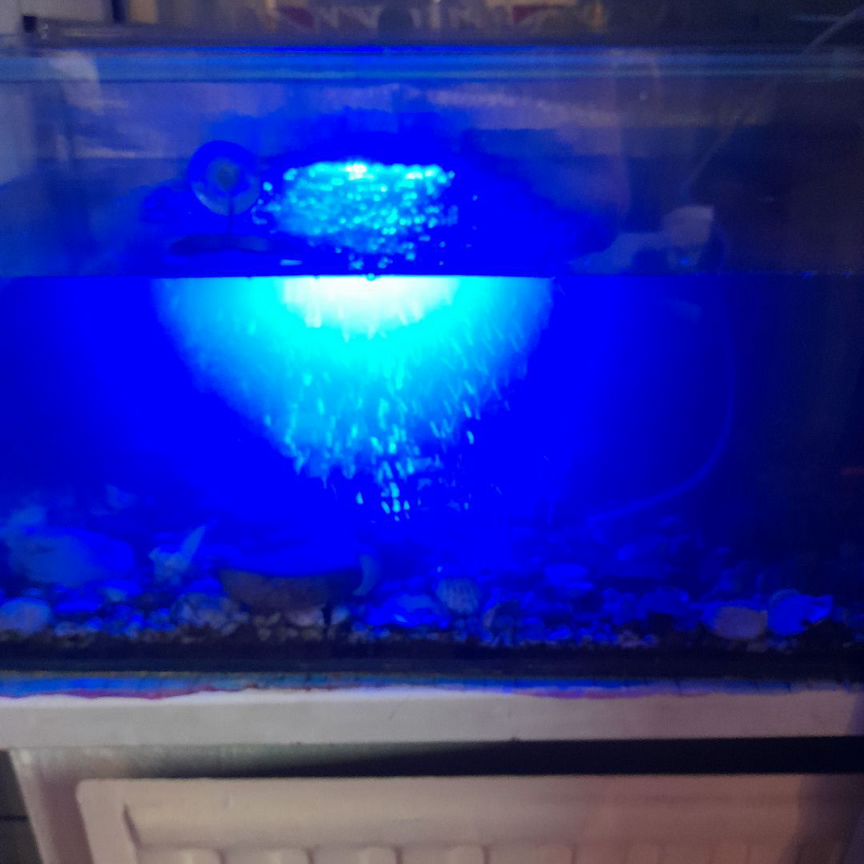 Рыбки тернеция 5 шт