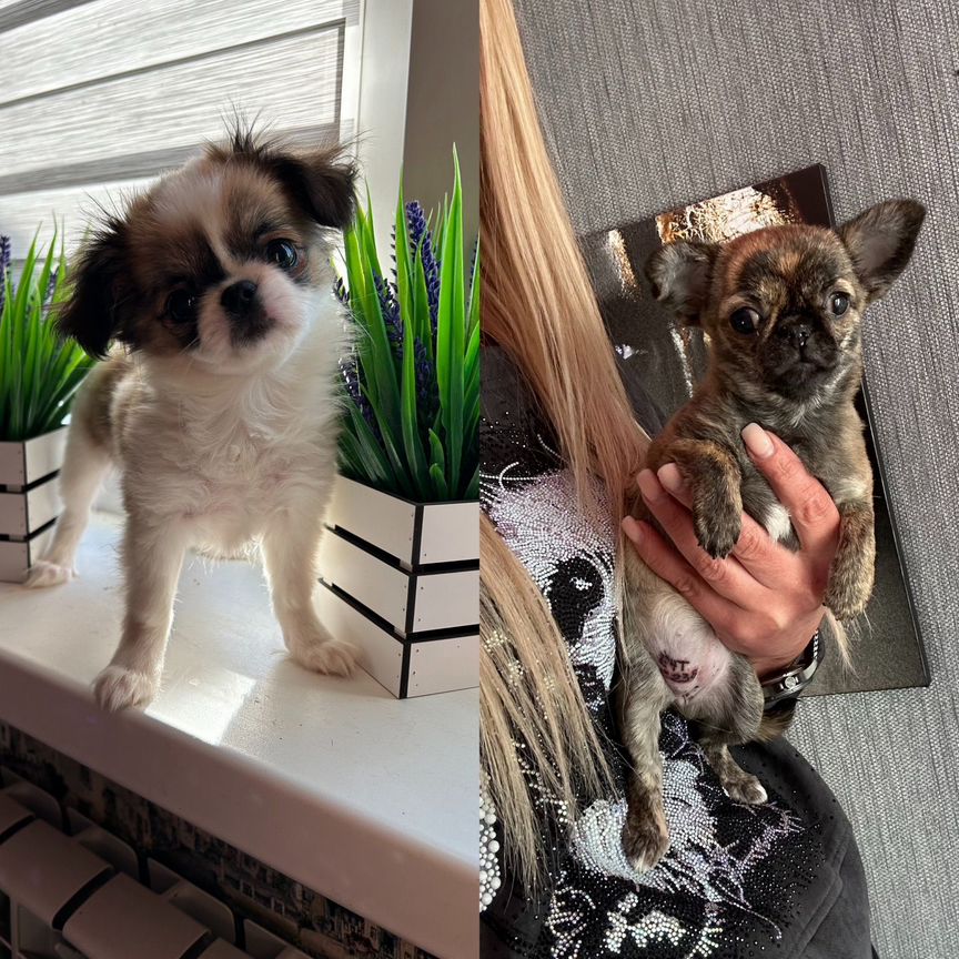 Девочки чихуахуа