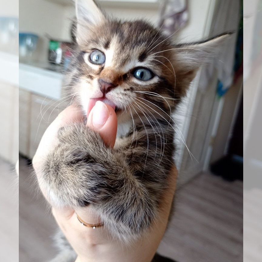 Котята в добрые руки бесплатно мальчик