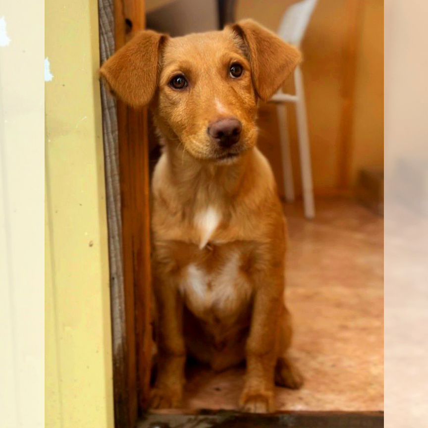 Лабрадор-ретривер, щенок