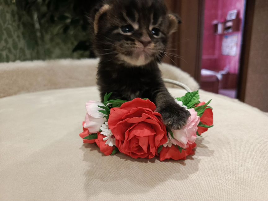 Котята мейн-кун