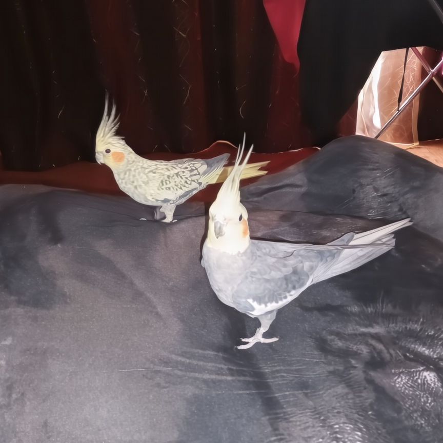 Семья корелл с клеткой