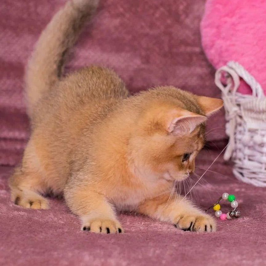 Британский котенок золотая шиншилла мальчик