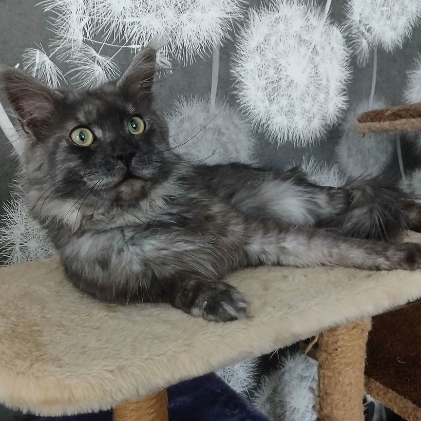 Мейн-кун, кот вязка