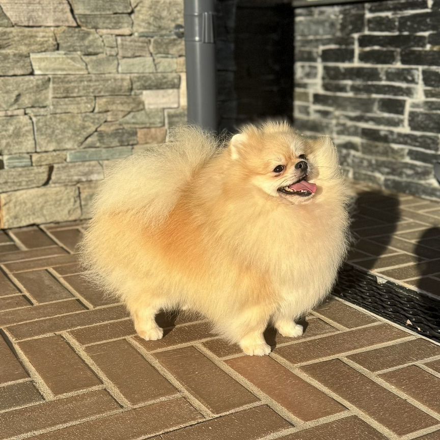 Померанский шпиц девочка