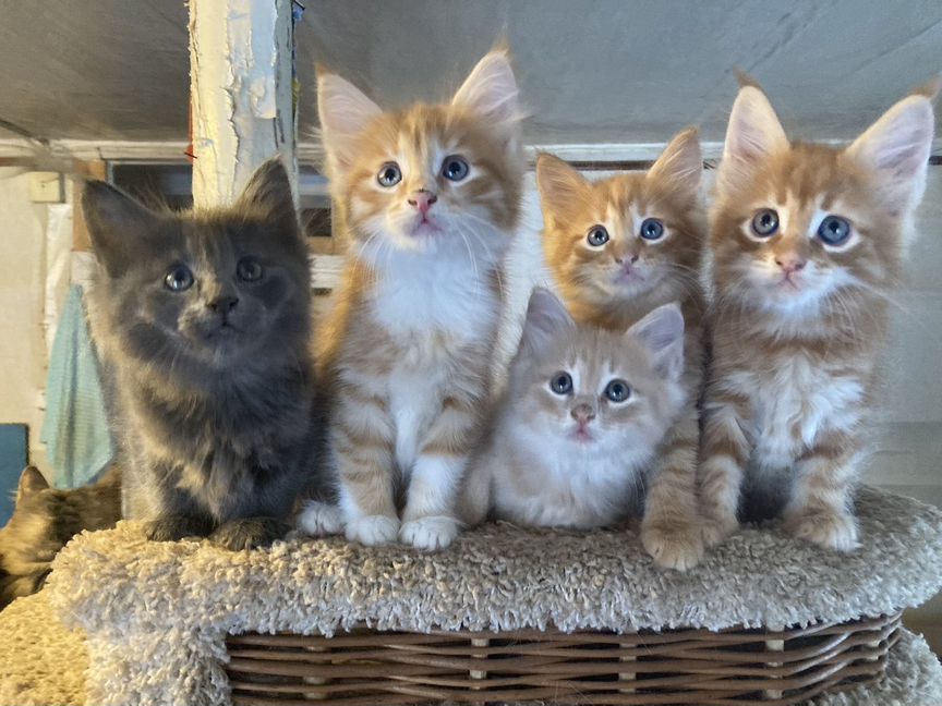 Сибирские рыжие и дымчатые котятки