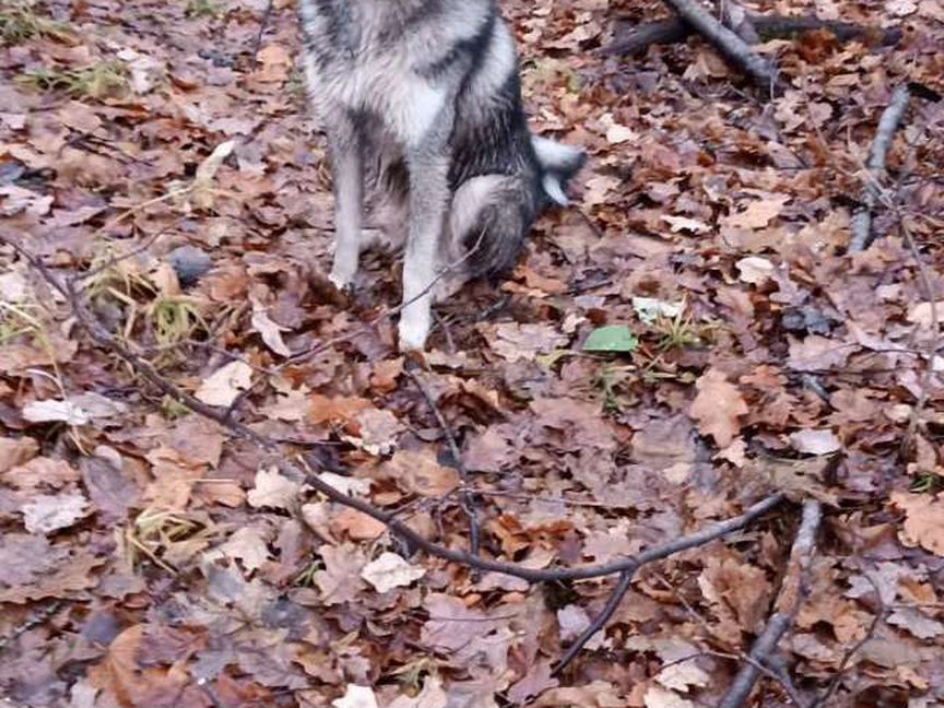 Бесплатно. Вязка зсл