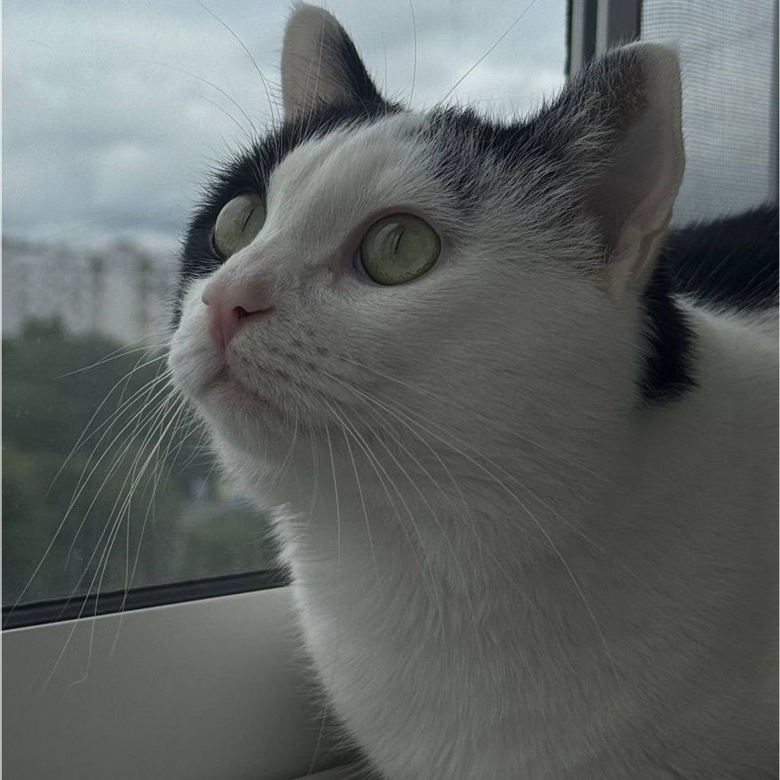 Взрослый кот в добрые руки