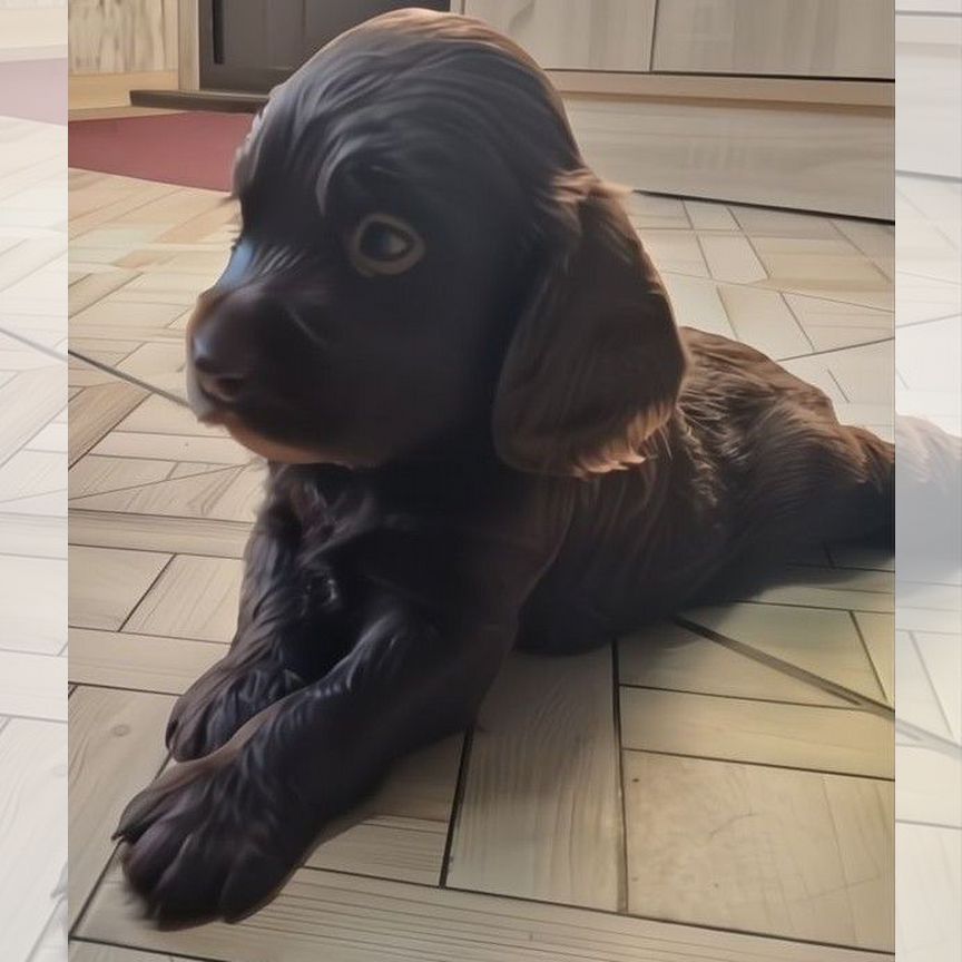 Русский охотничий спаниель, щенок