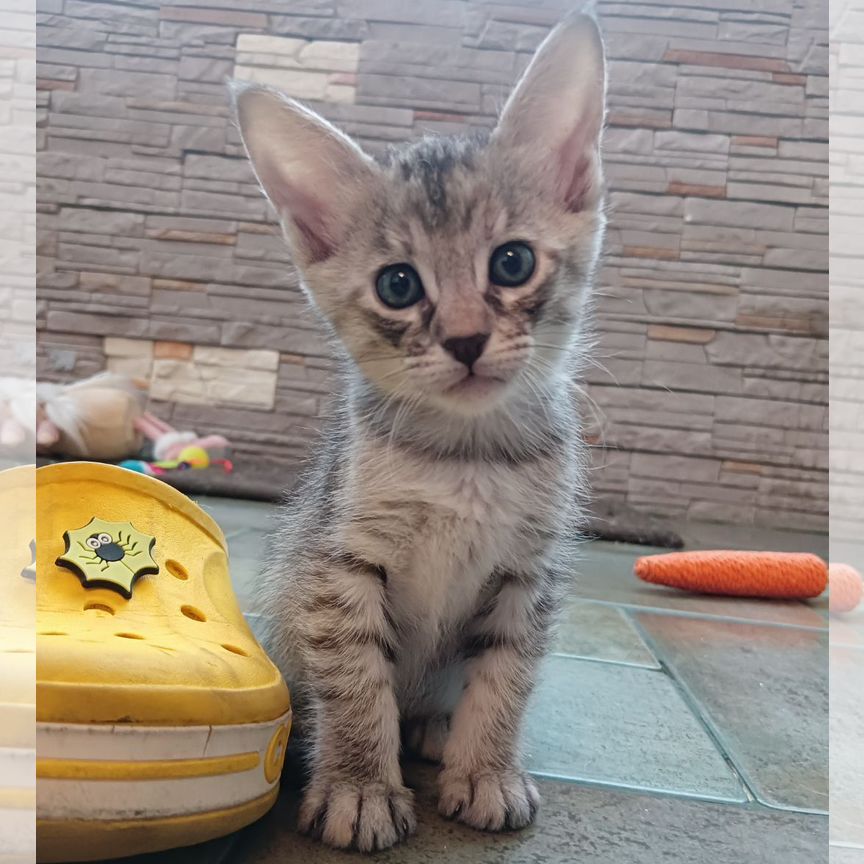 Мейн-кун котёнок