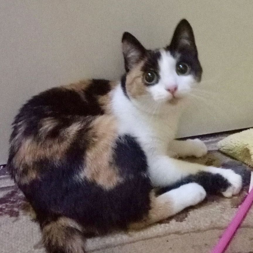 Красотка Ева