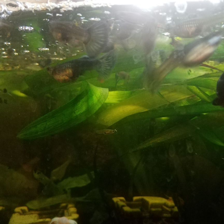 Аквариумные рыбки