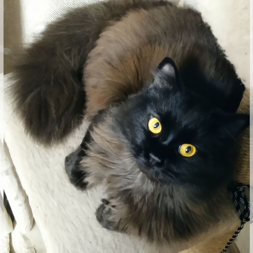 Британская длинношёрстная, взрослая кошка