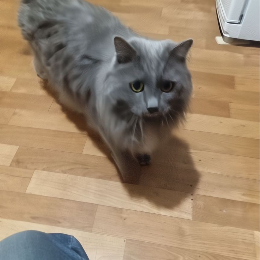 Взрослая, кошка в добрые руки