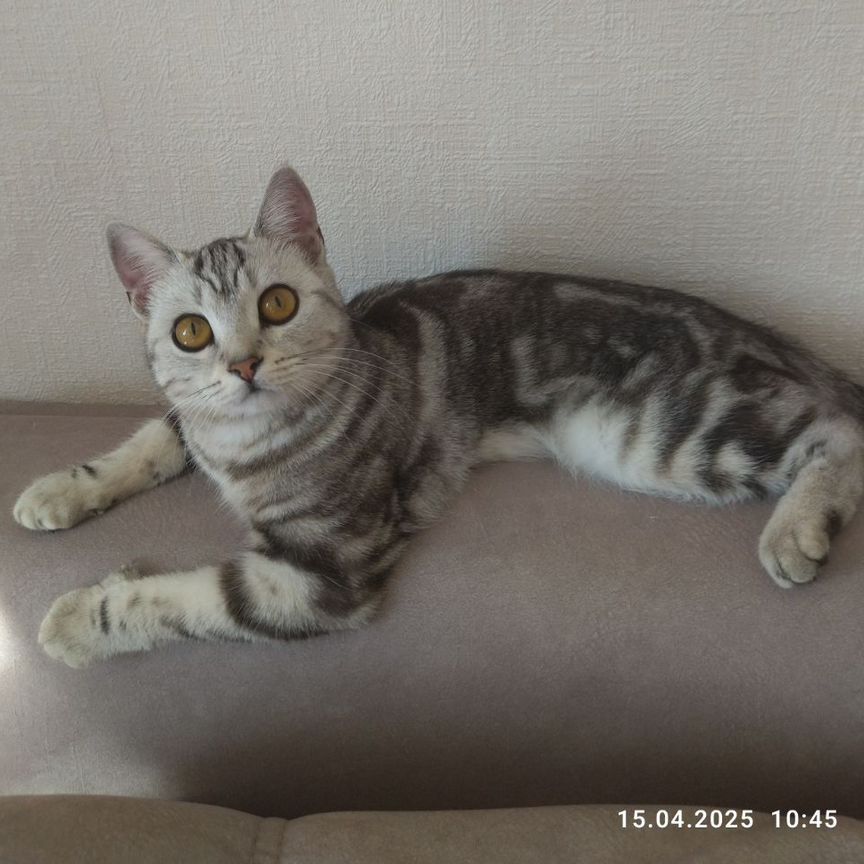 Ищем котика для вязки