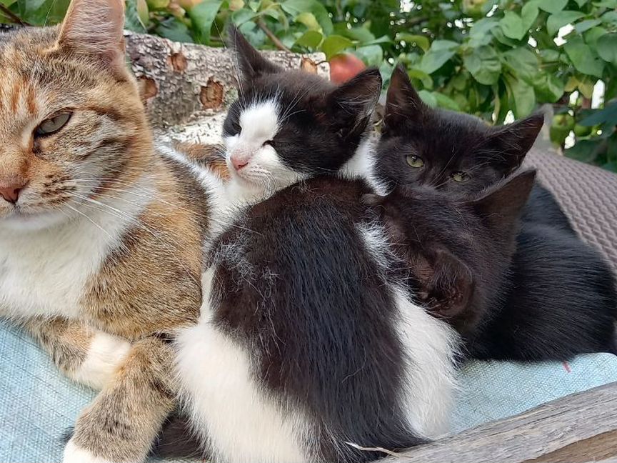 Невероятно красивые котята