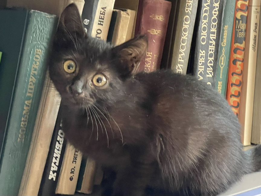 Кошка