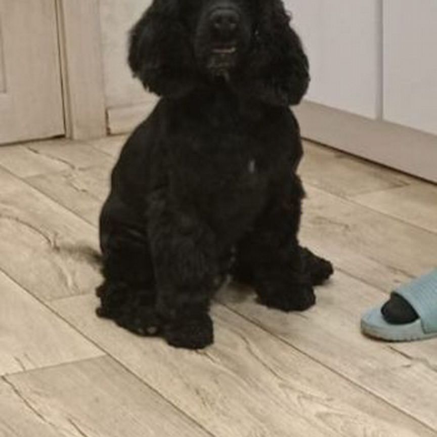 Американский коккер спаниель девочка