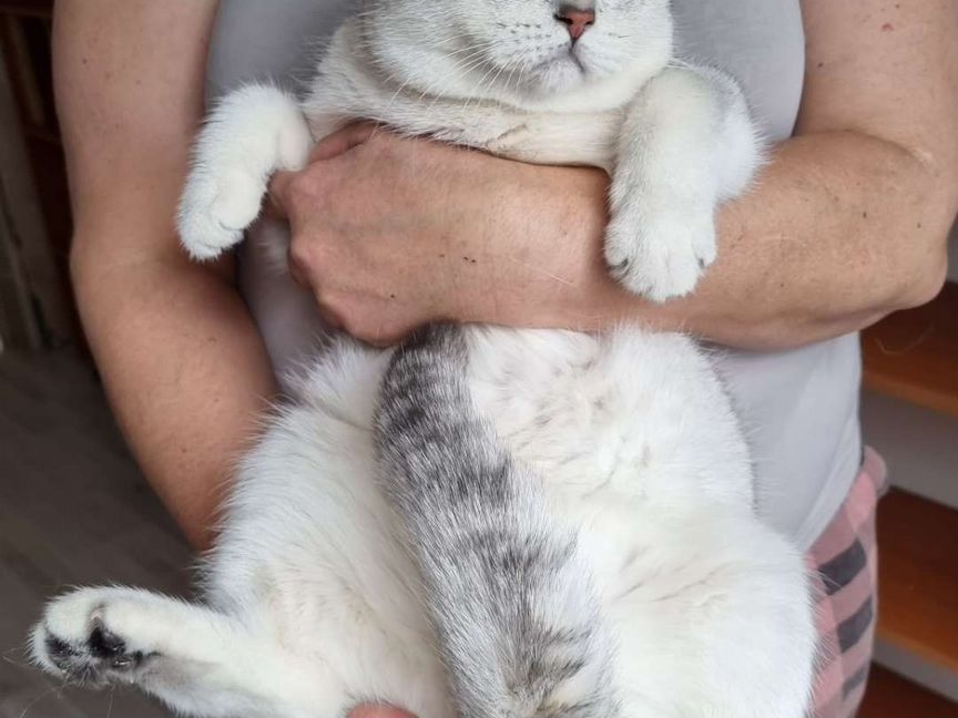 Шотландский мальчик