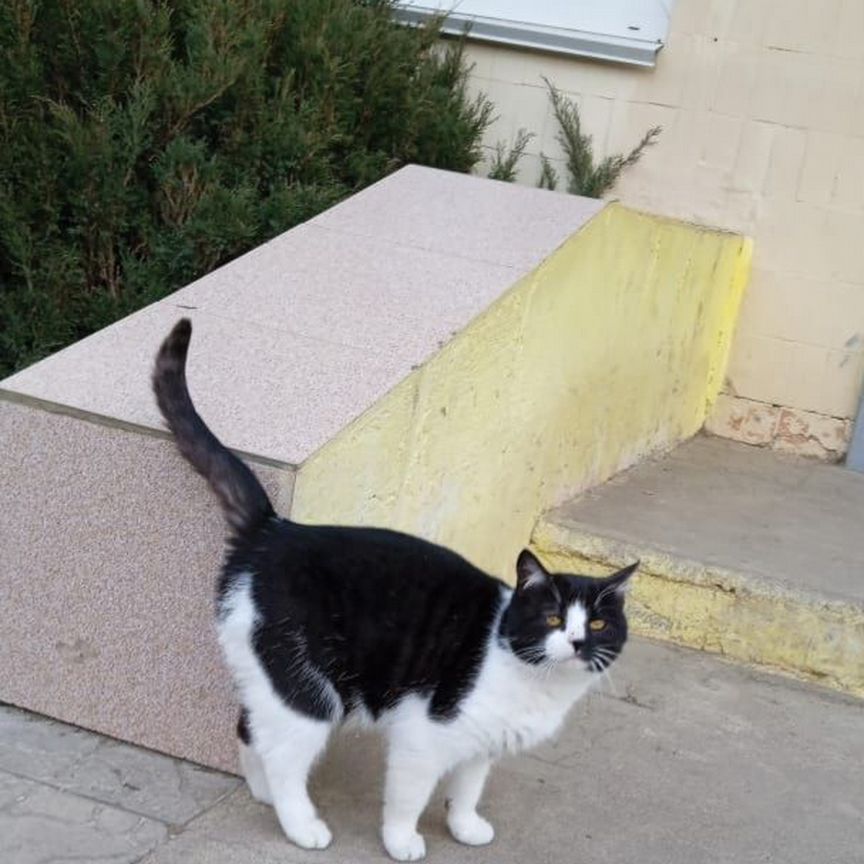 Кошечка в добрые руки