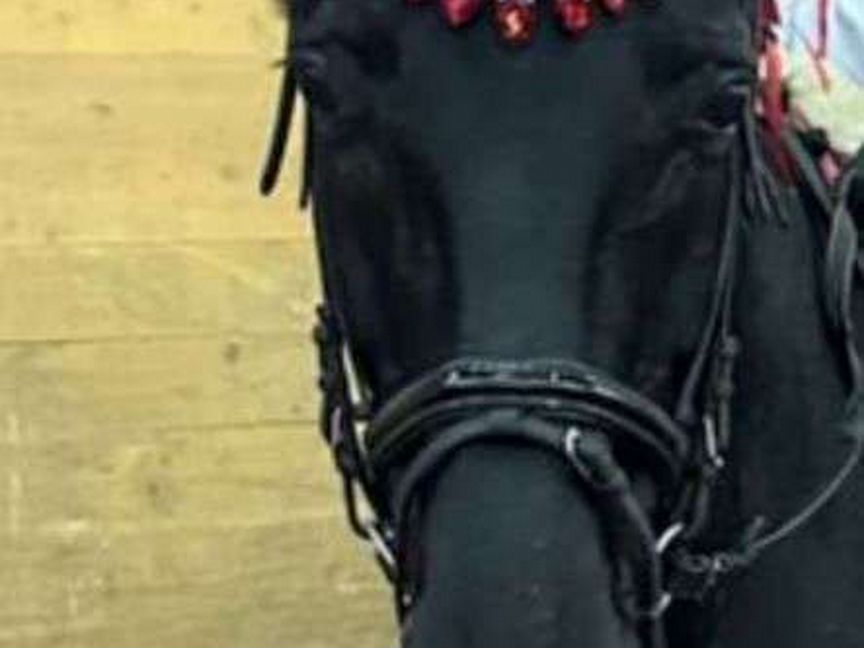 Налобники для лошади