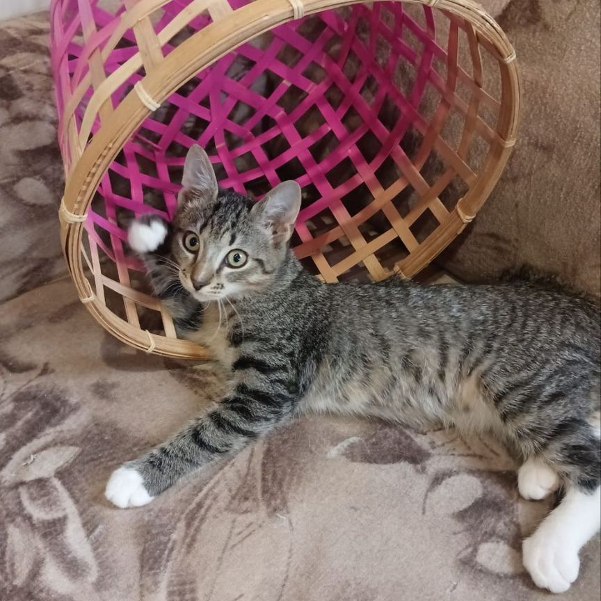 Ласковый котенок Коротыш в добрые руки