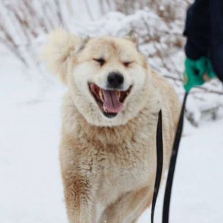 Взрослая собака в добрые руки