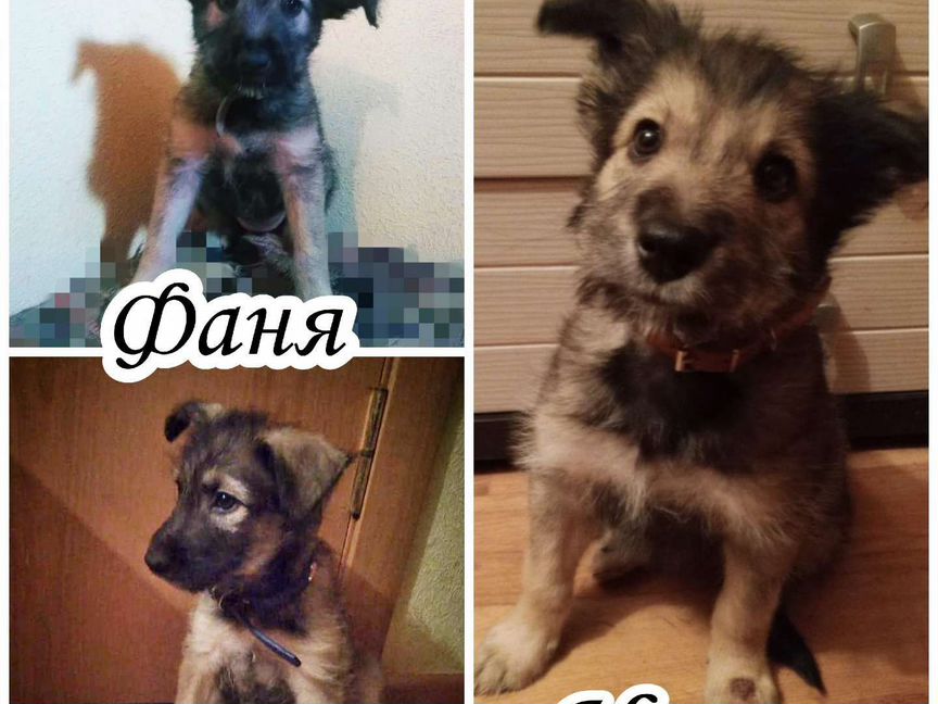 Собачки ищут семью