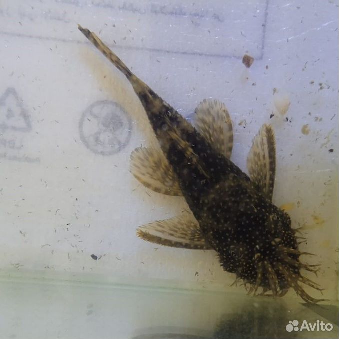 Сом анцитрус мальчик половозрелый 12 см