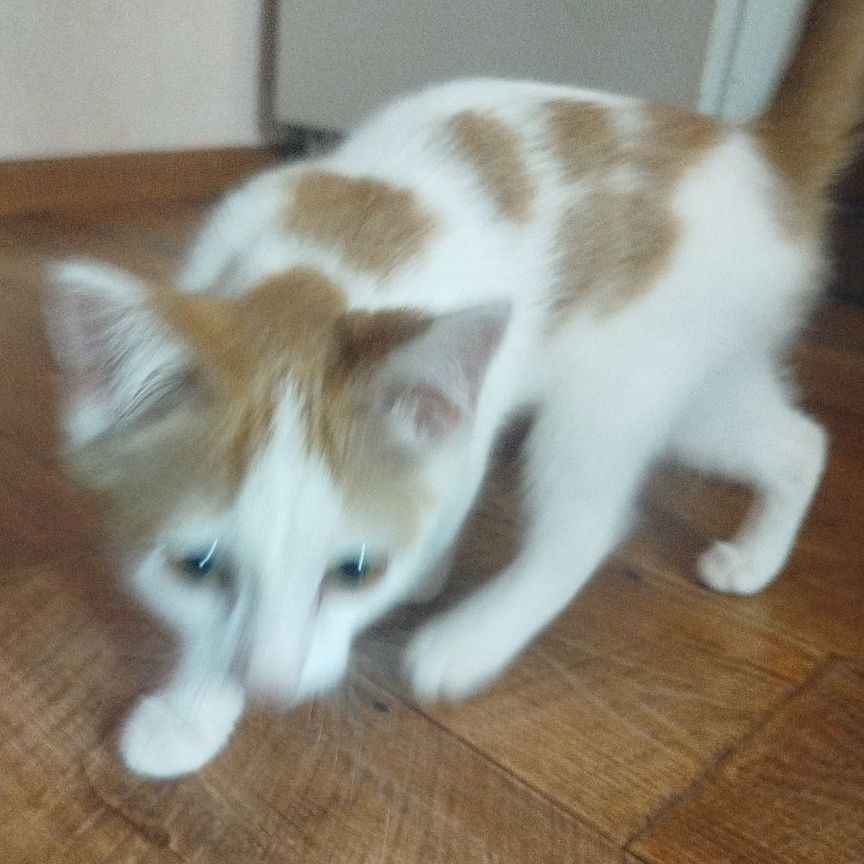 Отдам котенка в добрые руки. Девочка