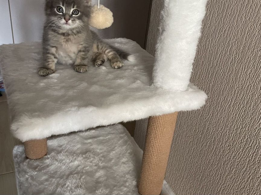 Котенок в добрые руки