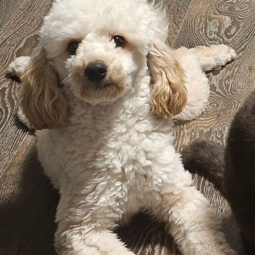 Карликовый пудель