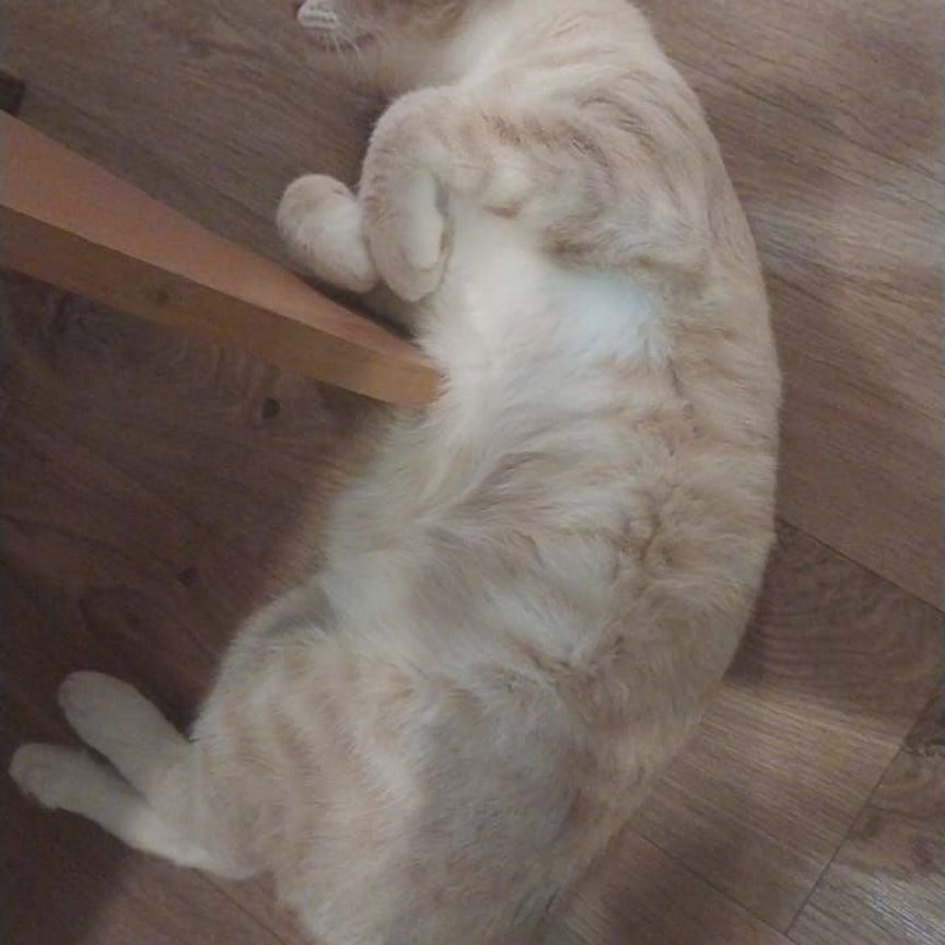 Домашние питомцы