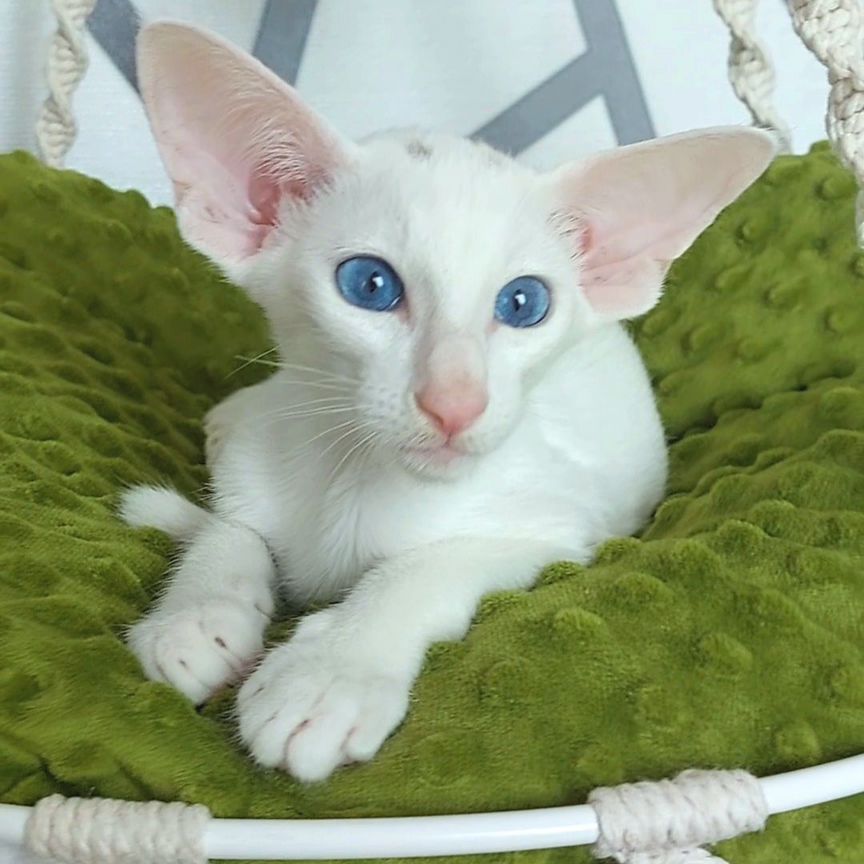 Ориентальные котята