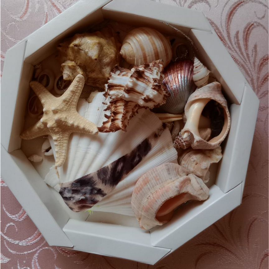 Ракушки для аквариума