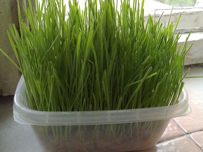 Трава для кошек