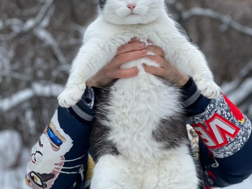 Котик Даня