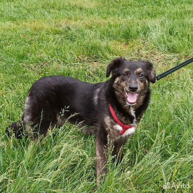 Нежная Ляля ищет дом. Очень нужны добрые руки