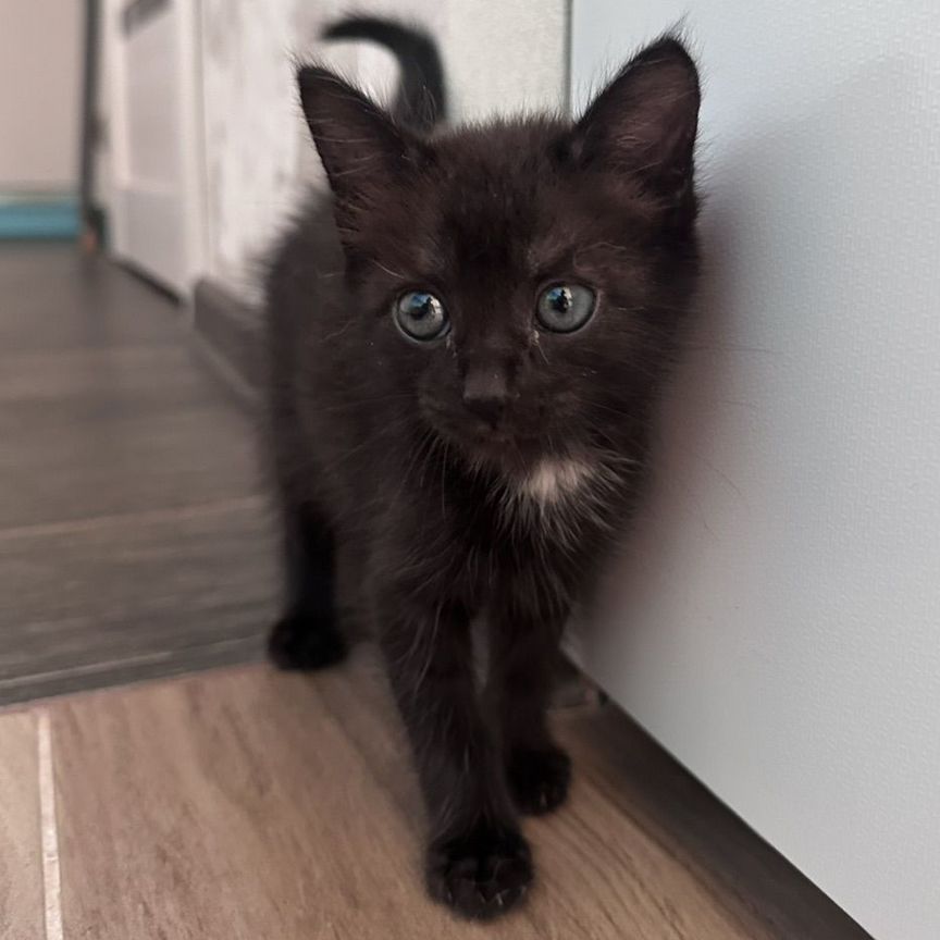 Котёнок в добрые руки