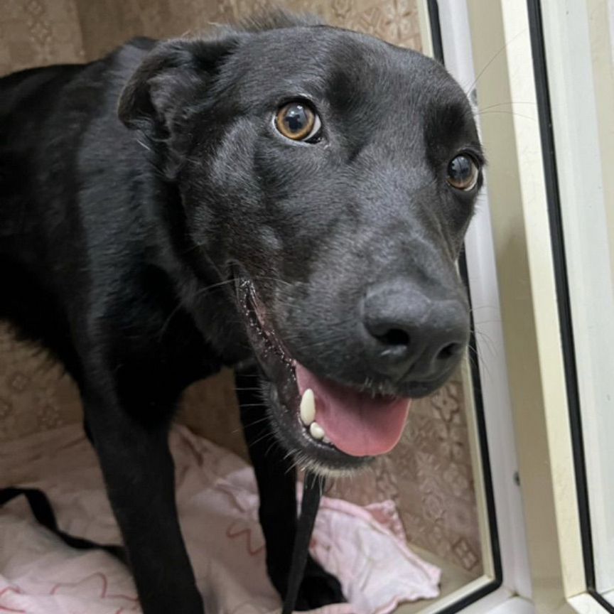 Грушенька. Самая благодарная. На улицу