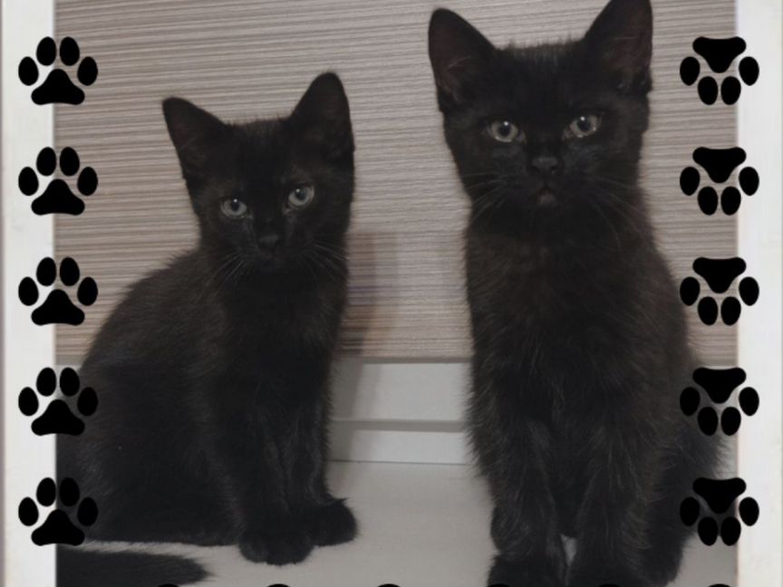 Милые хвостики в добрые руки