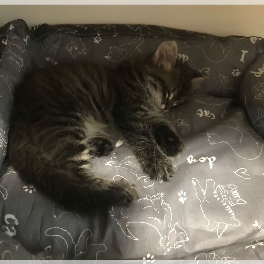 Котёнок в добрые руки